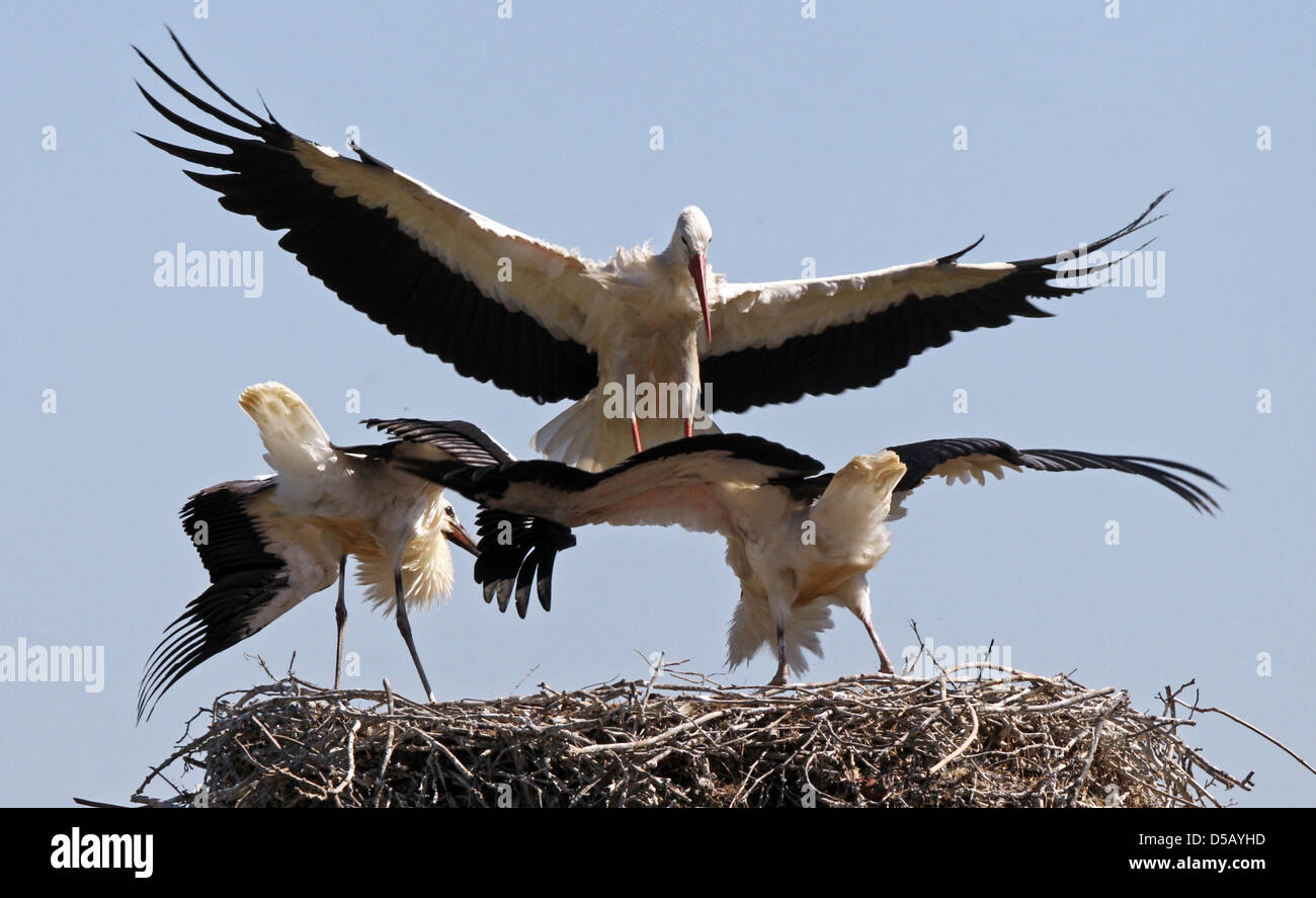 A male stork flies towards his nest to feed his offspring in Hamburg ...