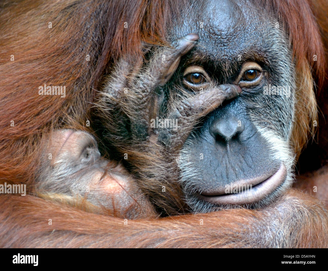 Orangutan mother Daisy cradles her son Dodi in the shade at the zoo in ...