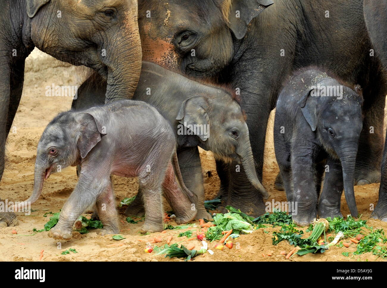 Protected by its mother Califa (R), the yet unnamed new baby elephant ...