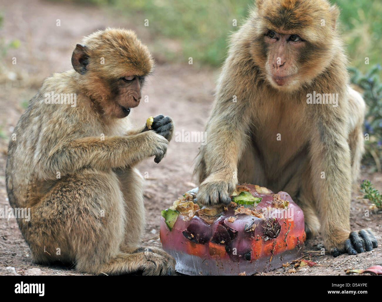 Ice with fruit and vegetables is served to the Barbary Macaques in the ...