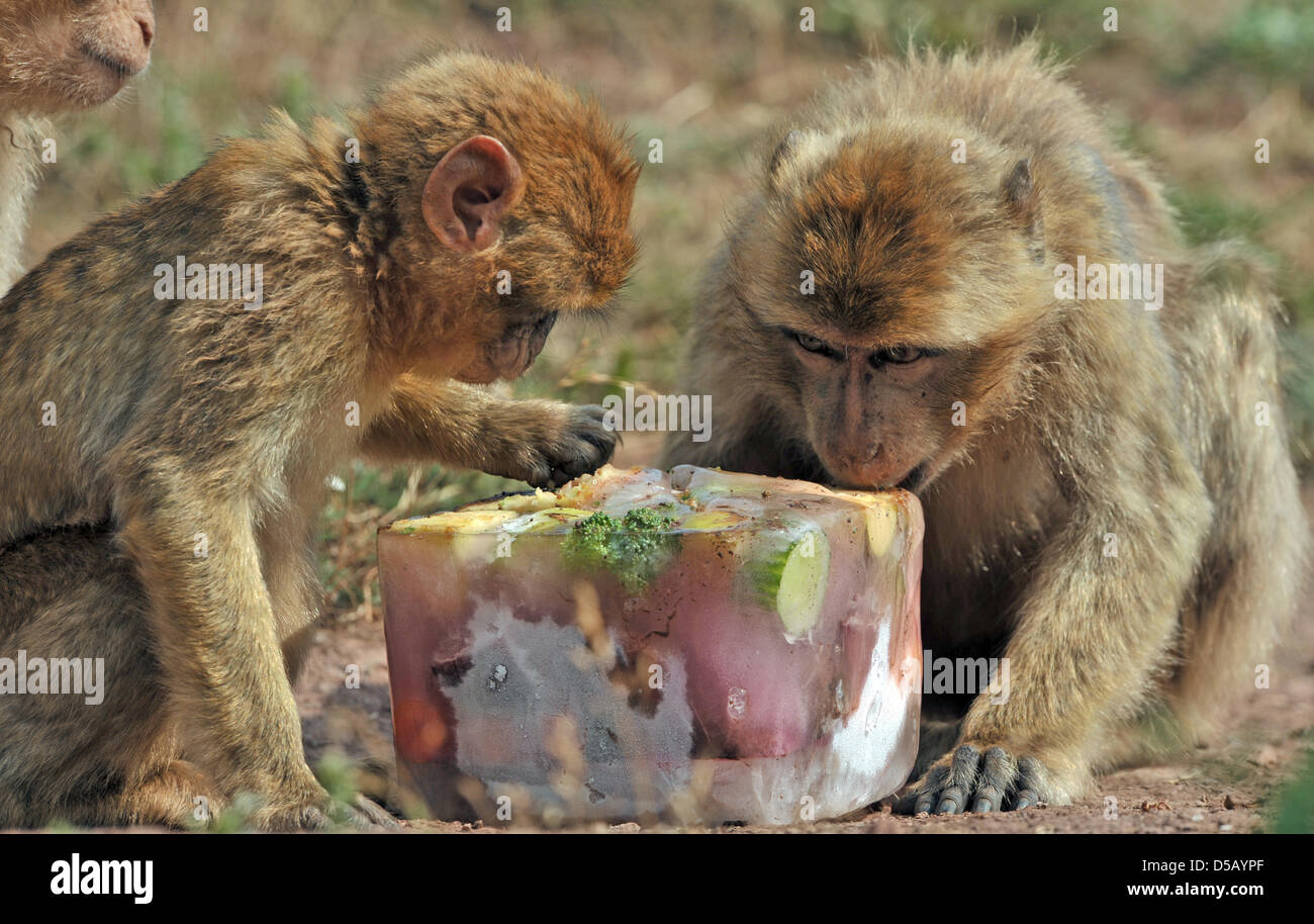 Ice with fruit and vegetables is served to the Barbary Macaques in the ...