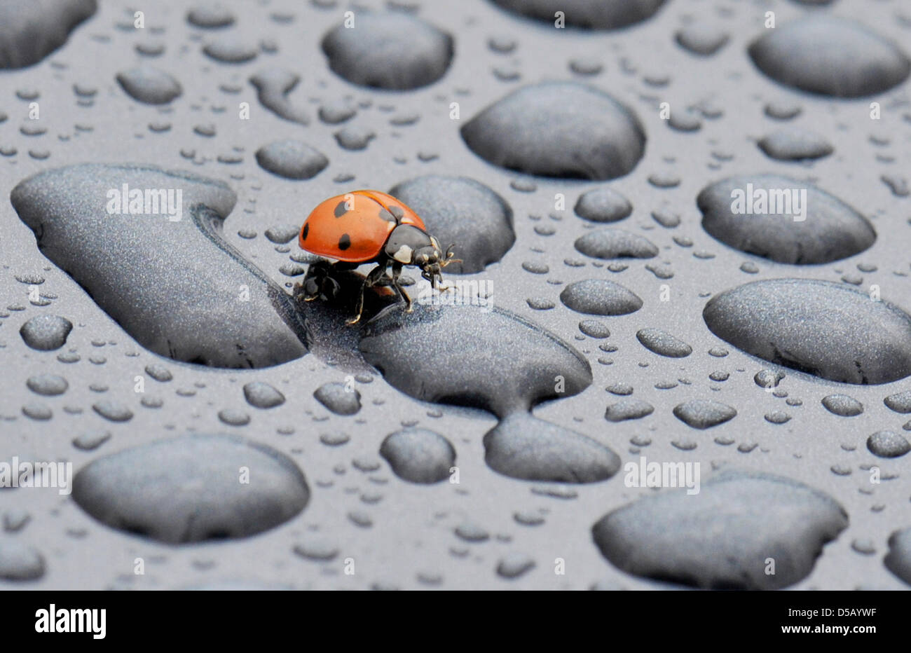 A ladybug walks over drops of rain nearby Gelnhausen, Germany, 28 July ...