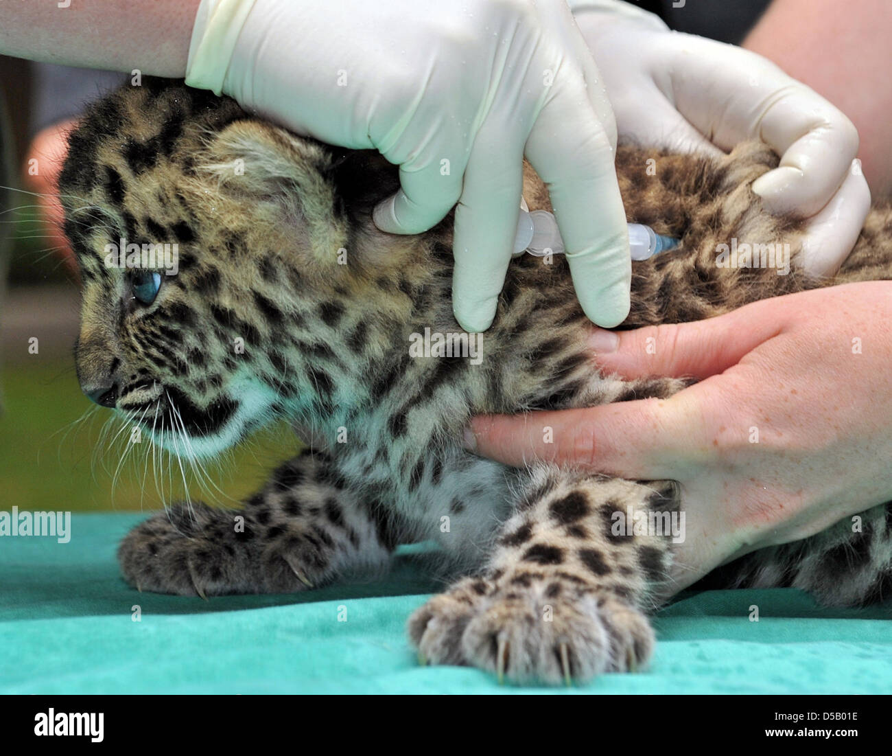 Siberian leopards hi-res stock photography and images - Alamy