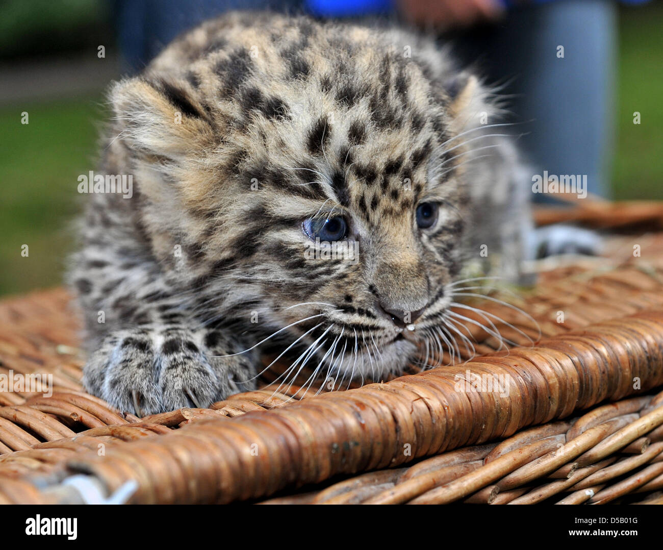 Siberian leopards hi-res stock photography and images - Alamy