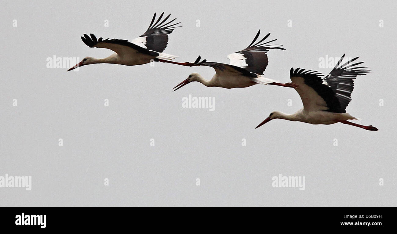 White Storks fly across a field near Eilenburg, Germany, 28 July 2010 ...