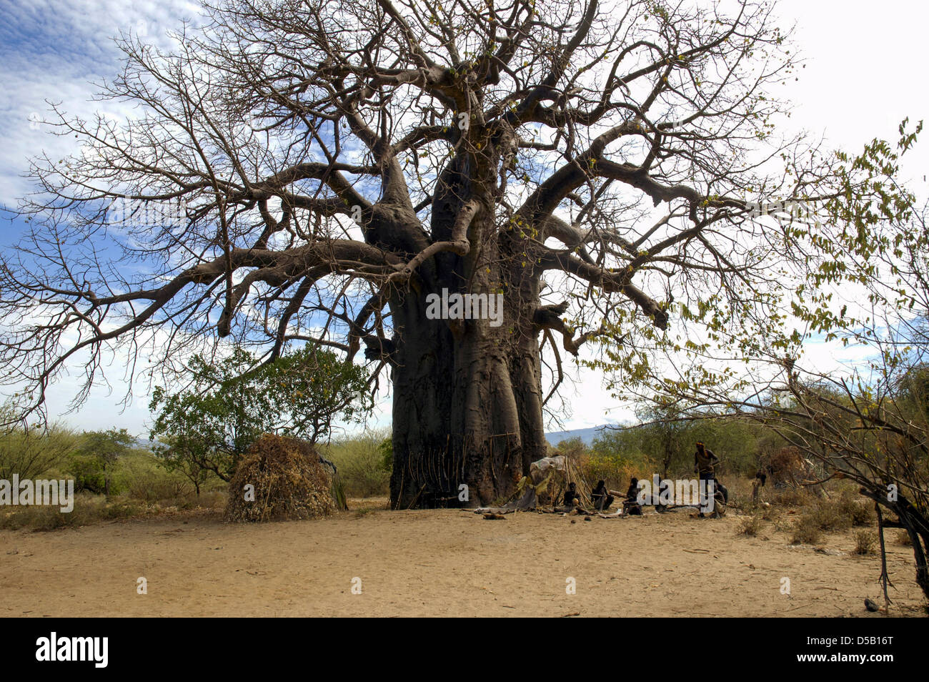 Boab boaboa hi-res stock photography and images - Alamy