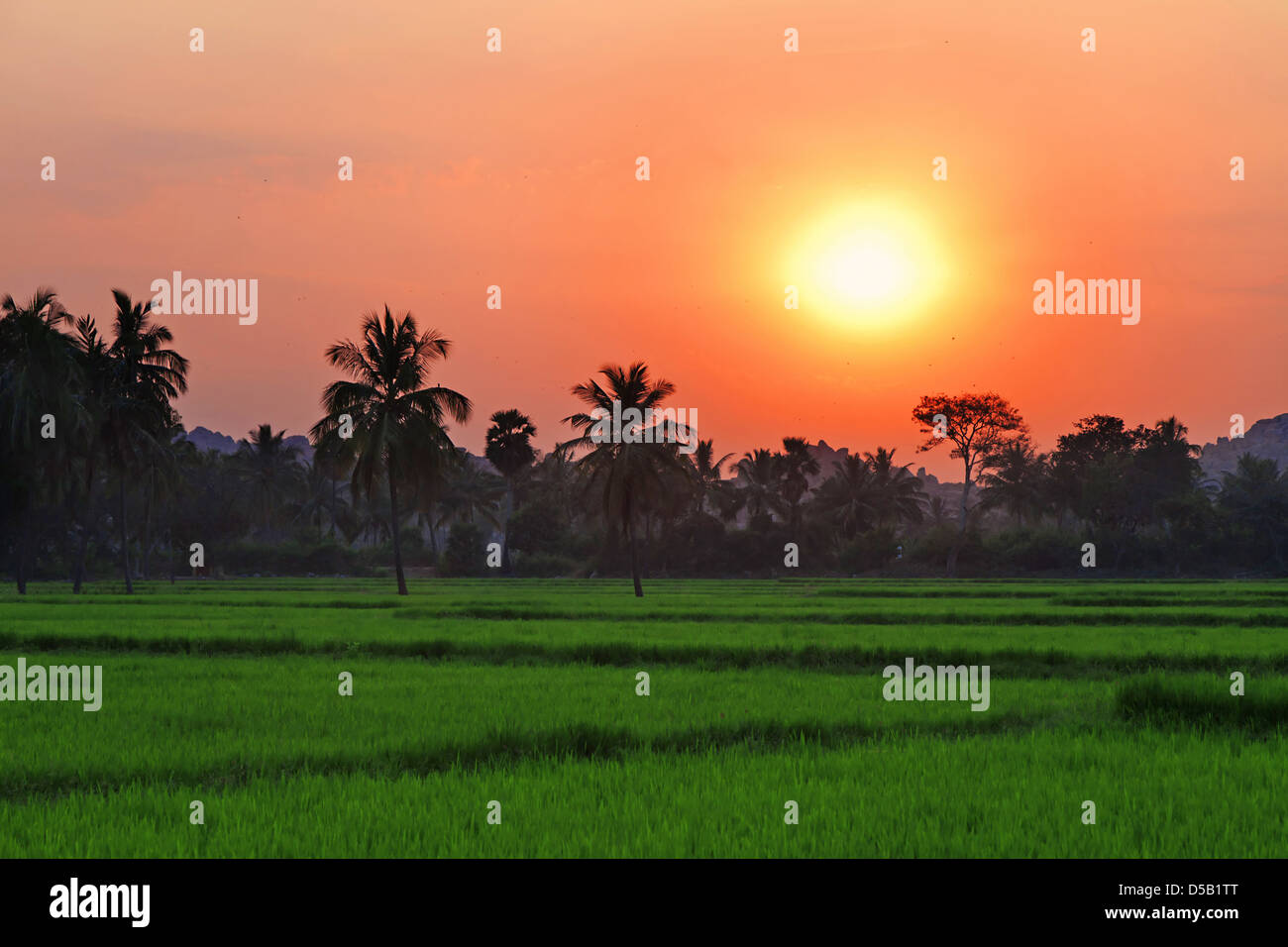 India sunset grass silhouette hi-res stock photography and images - Alamy