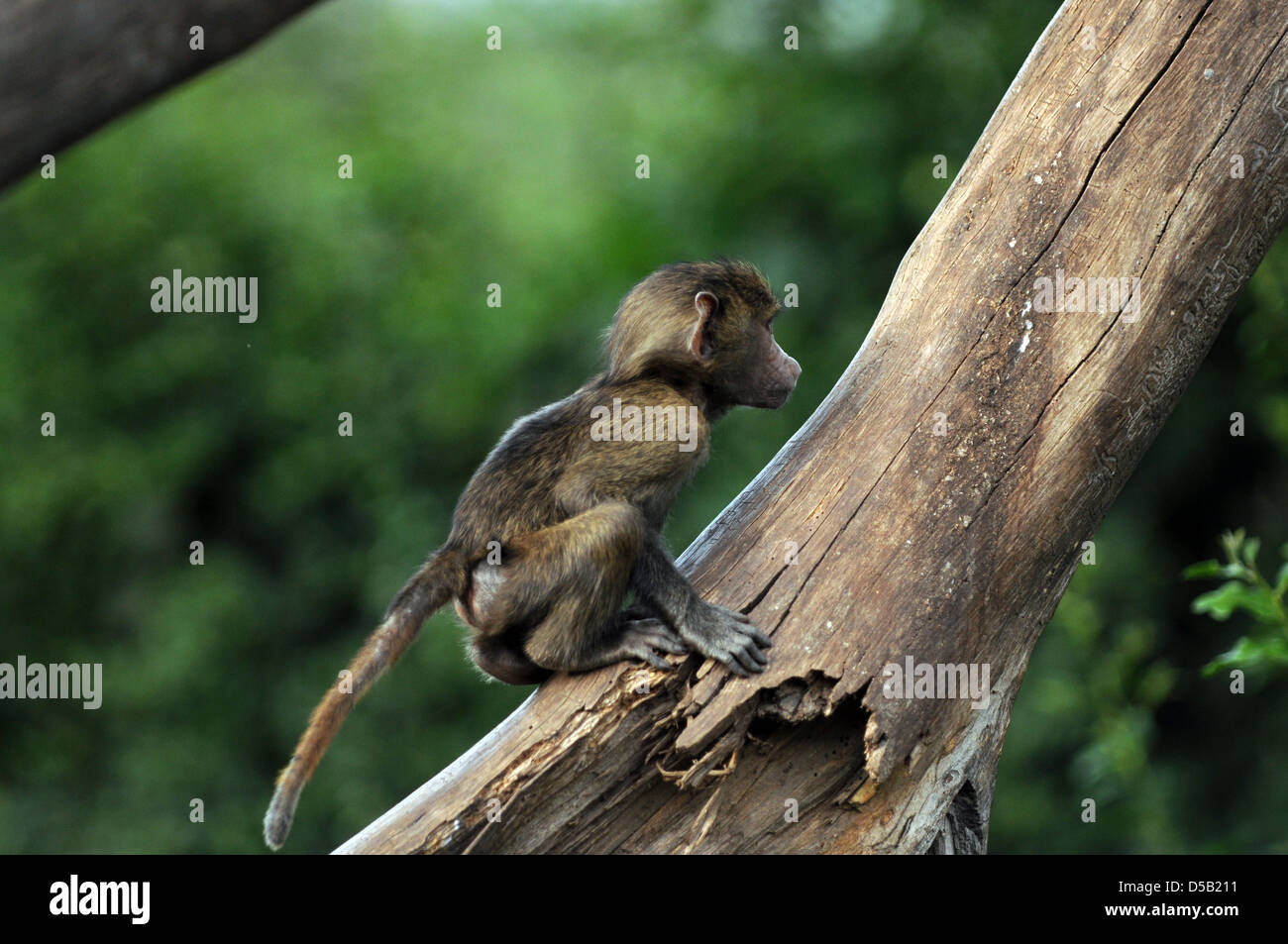 Olive Baboon Climbing Tree High Resolution Stock Photography and Images ...