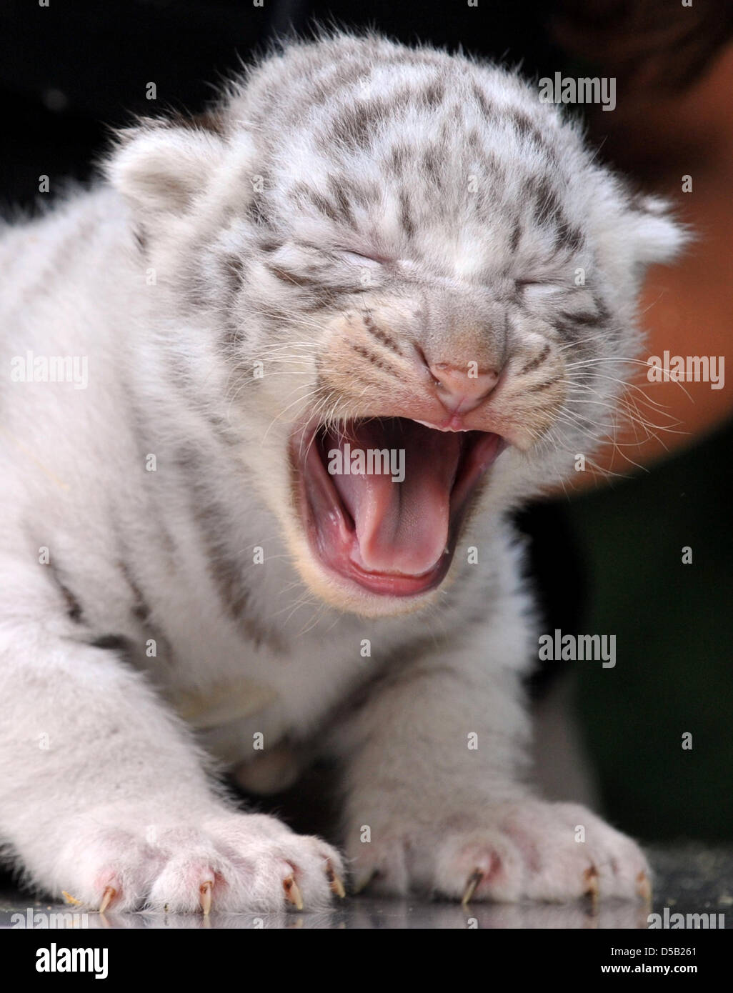 Baby roars hi-res stock photography and images - Alamy