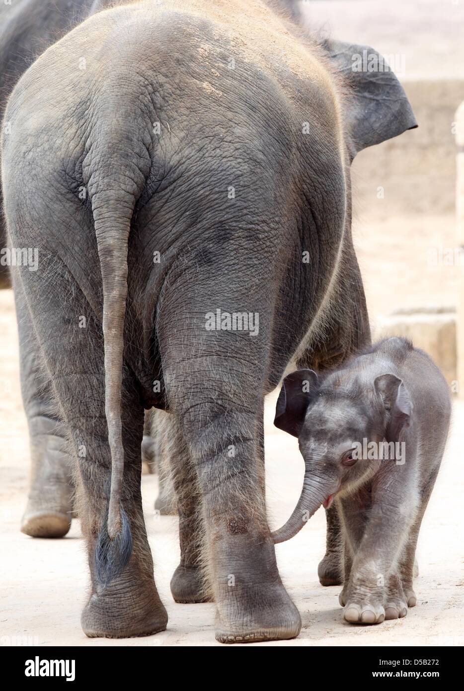 The youngest member of the elephant family walks pas his mother Califa ...