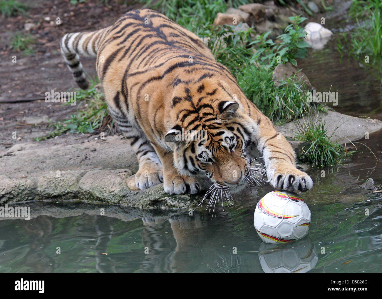 36 species hi-res stock photography and images - Alamy