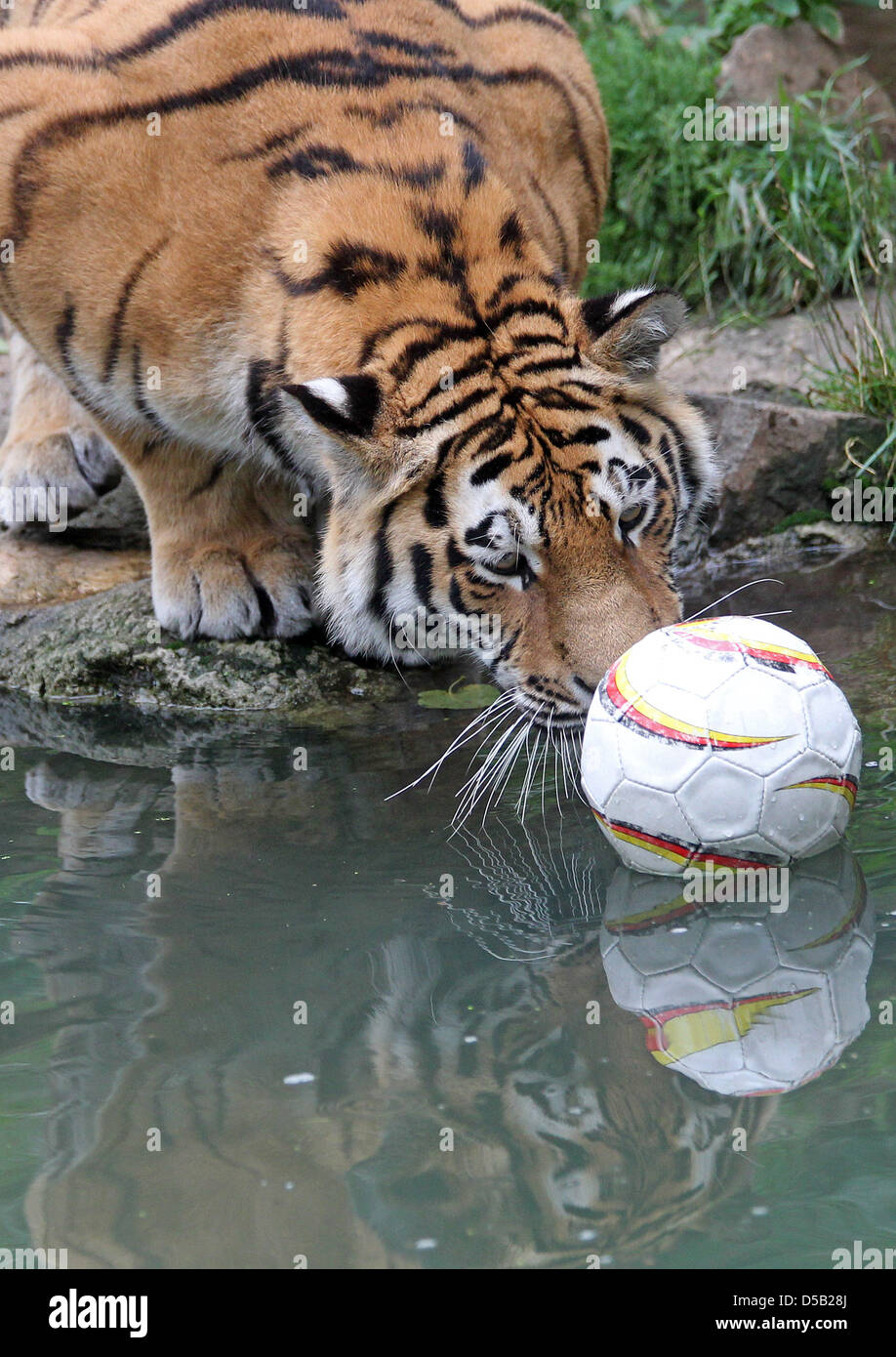 A Siberian tiger at the zoo of Leipzig, Germany, 03 August 2010. Within ...