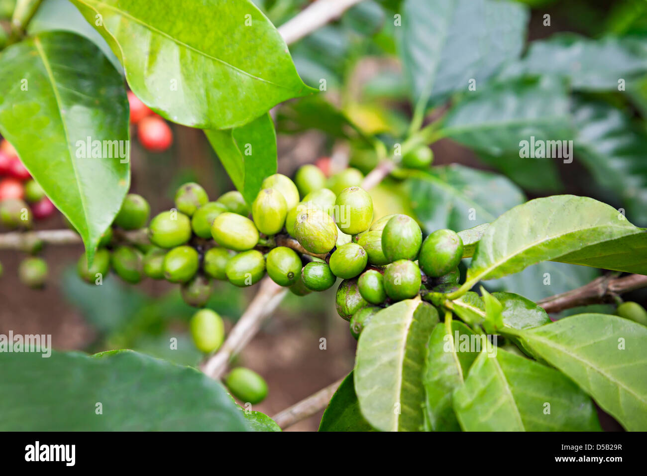 Close up coffee bush unripe hi-res stock photography and images - Alamy