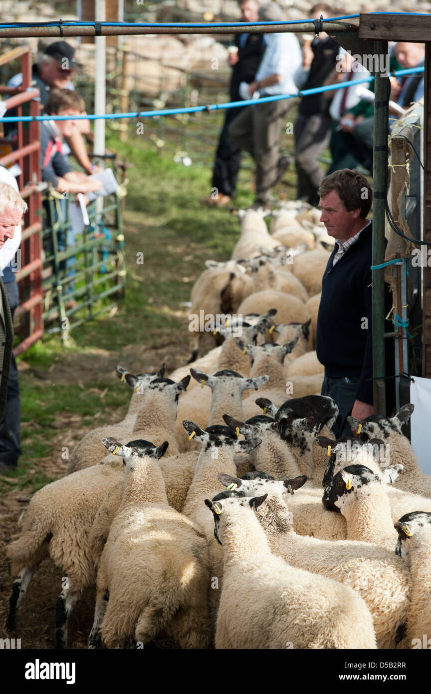 Sheep leaving sale ring after being sold at Thame sheep fair 2012 Stock ...
