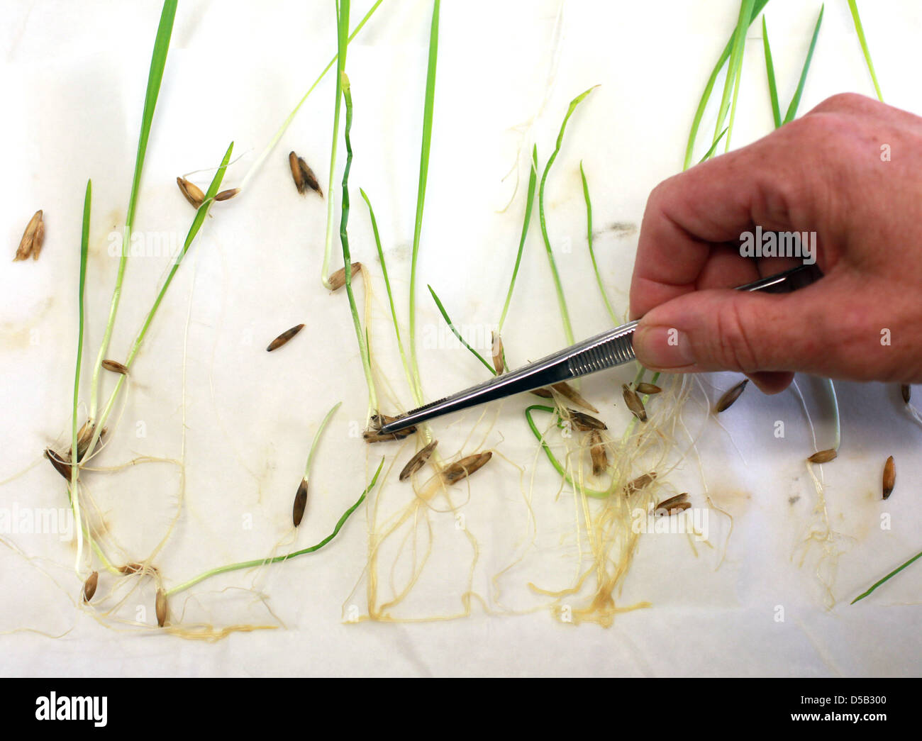 Oat germs are selected at a science laboratory of the company SunGene ...