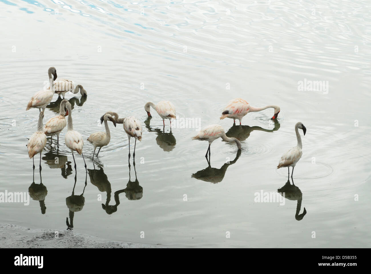 Large flock of Greater flamingo (Phoenicopterus ruber). Photographed in ...