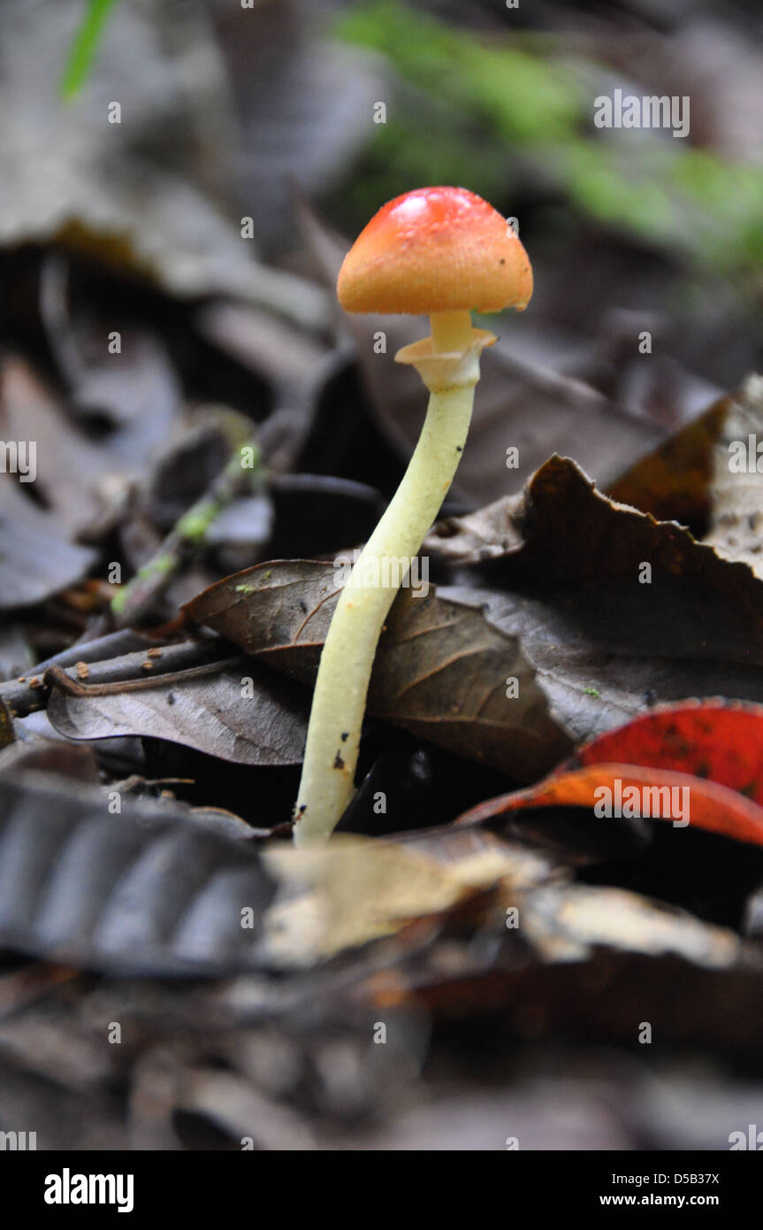 toadstool, Photographed in India, Sikkim Stock Photo - Alamy