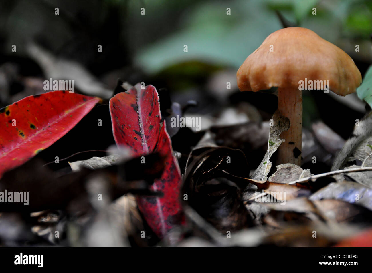 toadstool, Photographed in India, Sikkim Stock Photo - Alamy