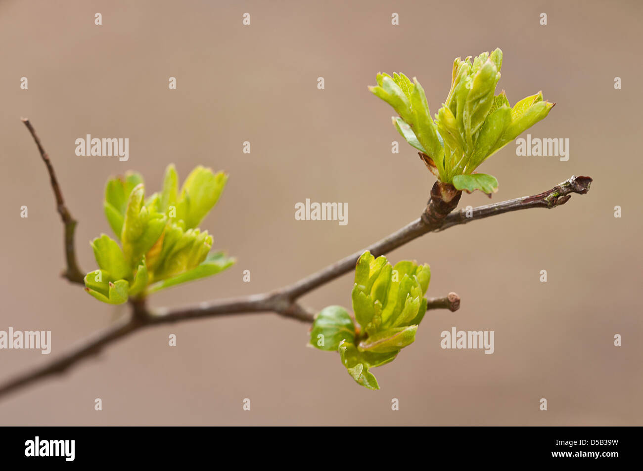 Macro image of Springtime hawthorn tree buds opening Stock Photo - Alamy