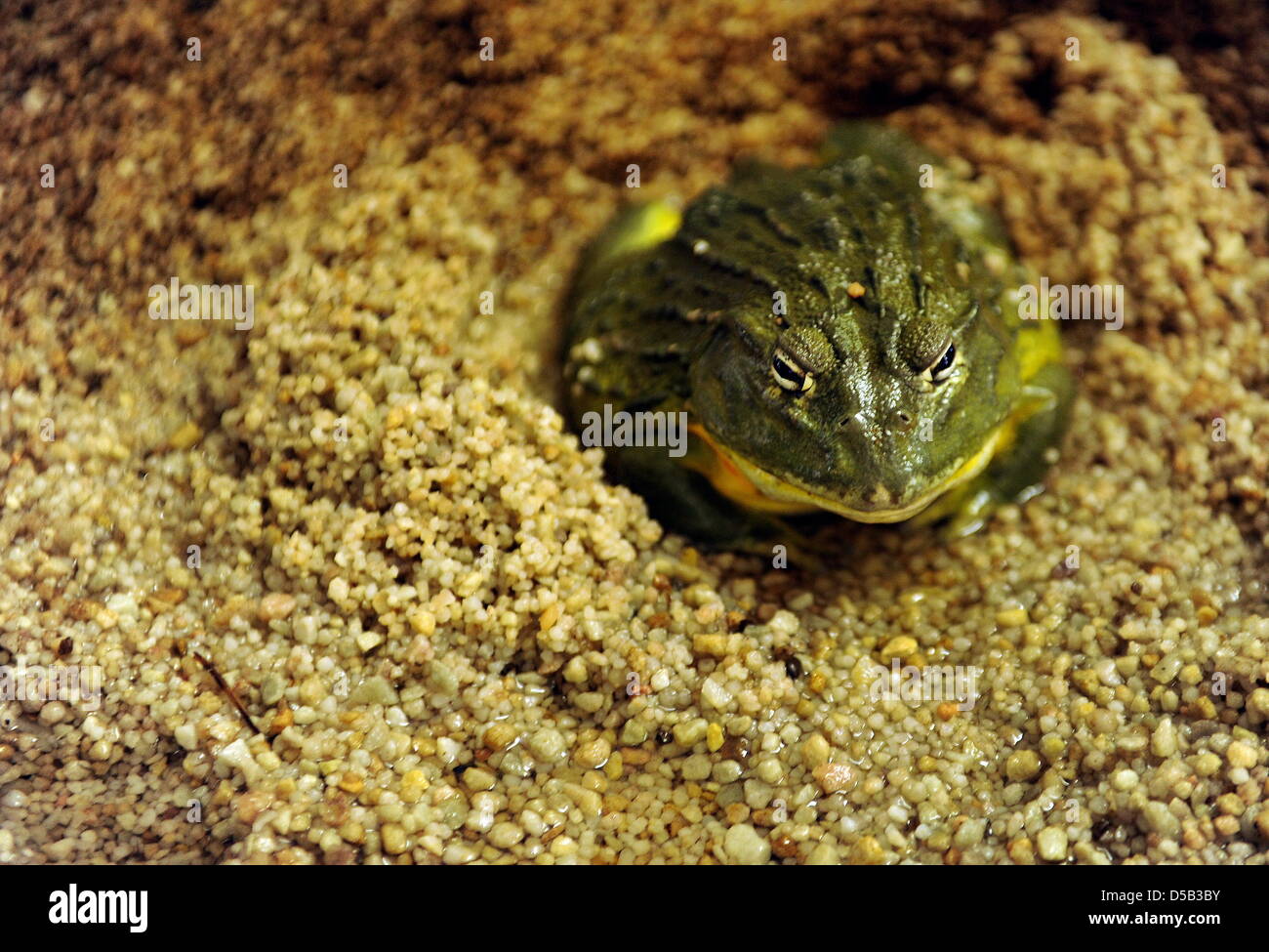 Grasshoppers frog hi-res stock photography and images - Alamy