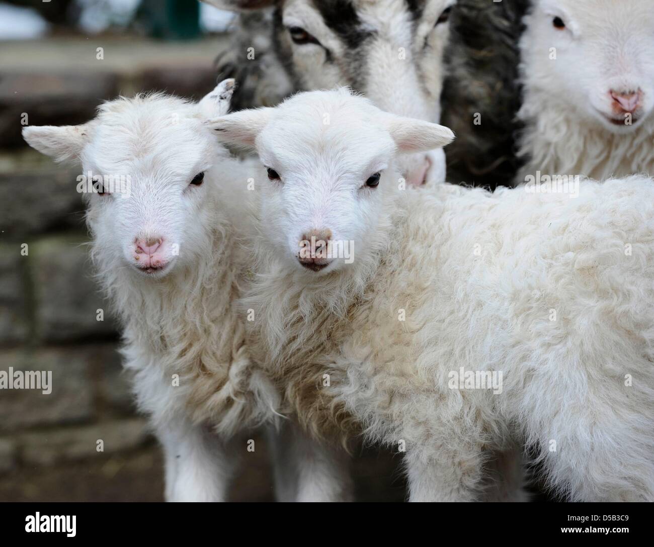 Ostpreussische skudde hi-res stock photography and images - Alamy