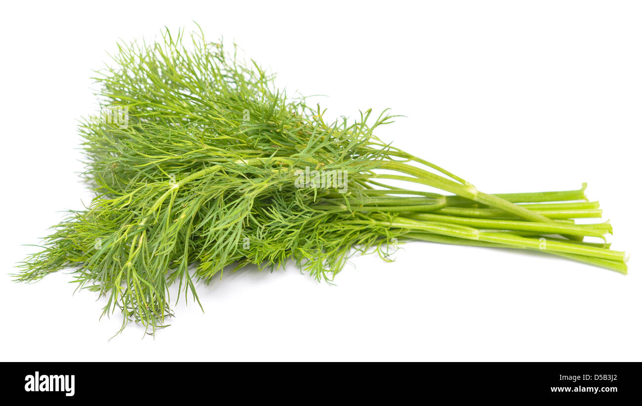 bunch of fresh dill on white Stock Photo - Alamy