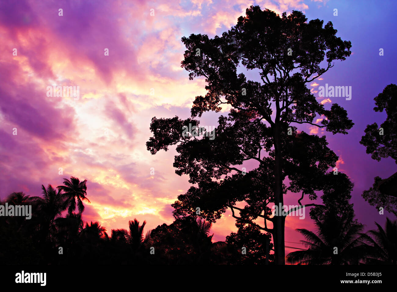 Big tree on the beauty sunset sky background Stock Photo - Alamy