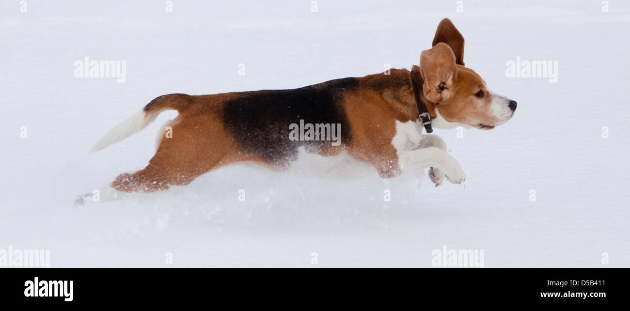 A beagle runs through the snow near Frankfurt Oder, Germany, 03 January ...