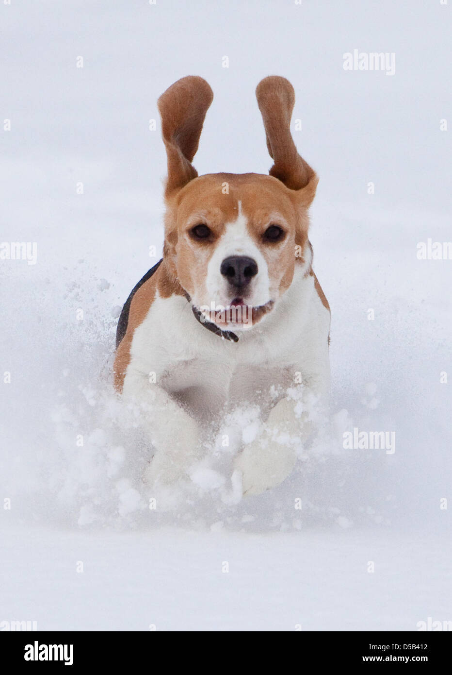 A beagle runs through the snow near Frankfurt Oder, Germany, 03 January ...