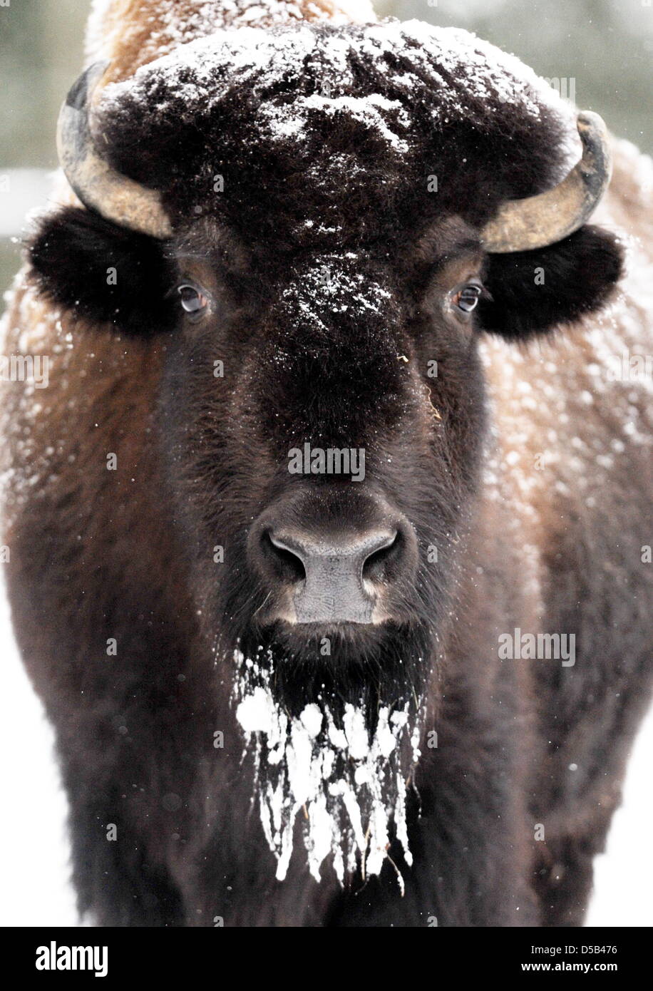 Bison female Montana wears a snow-bonnet and a white beard in Hagenbeck ...
