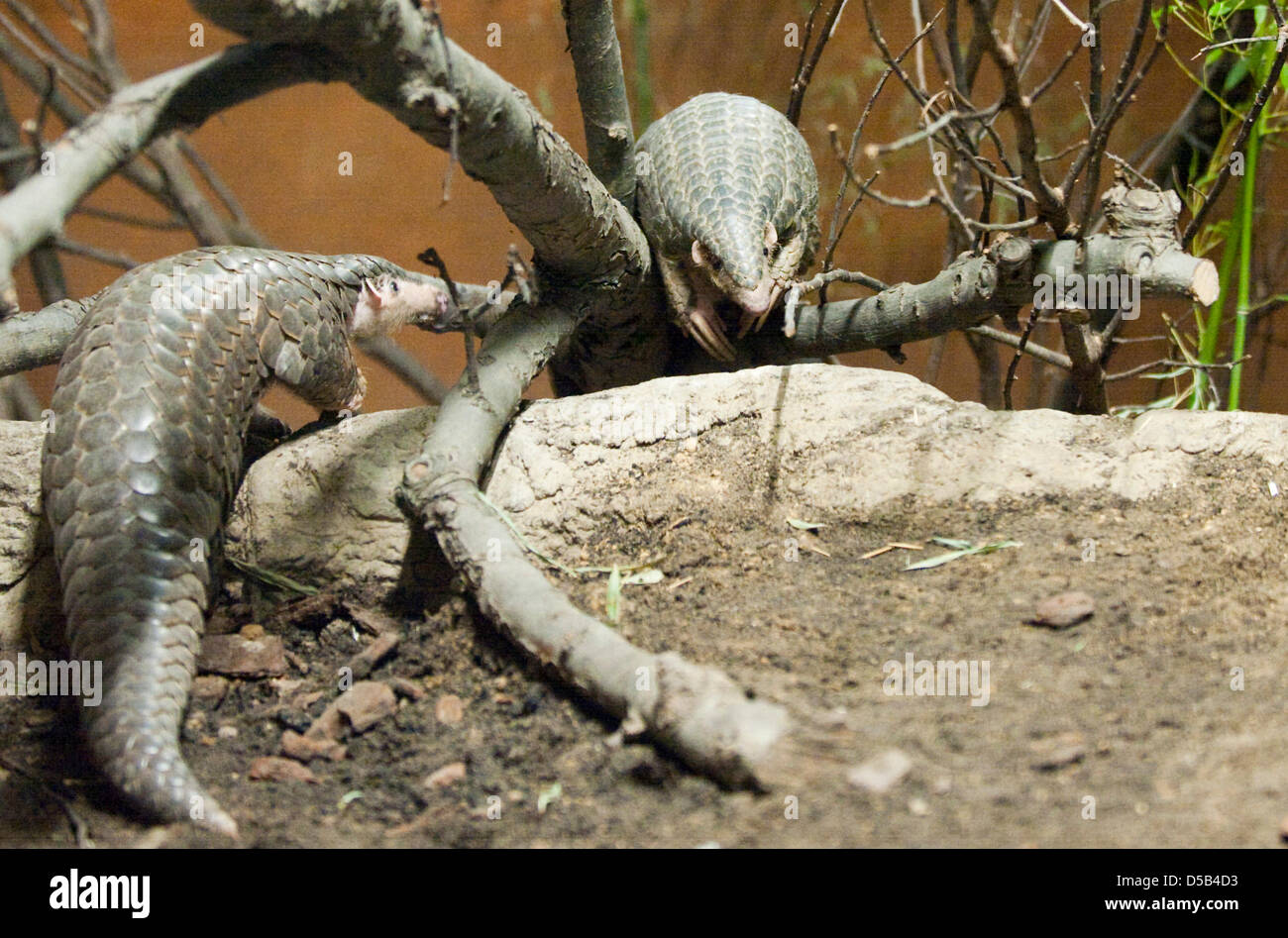 Pangolins hi-res stock photography and images - Alamy