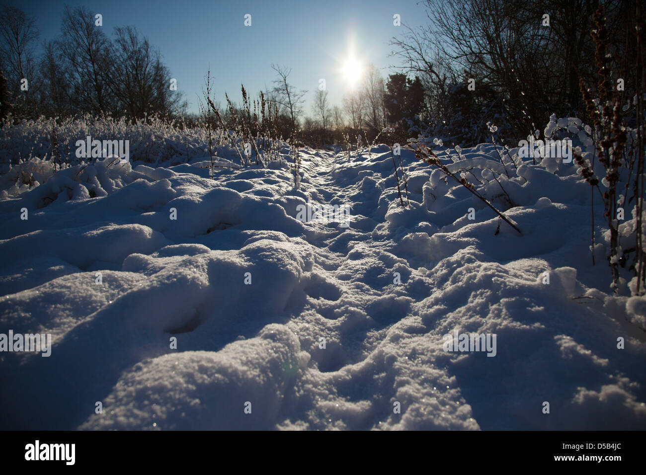 A path in the snow through a field Stock Photo - Alamy