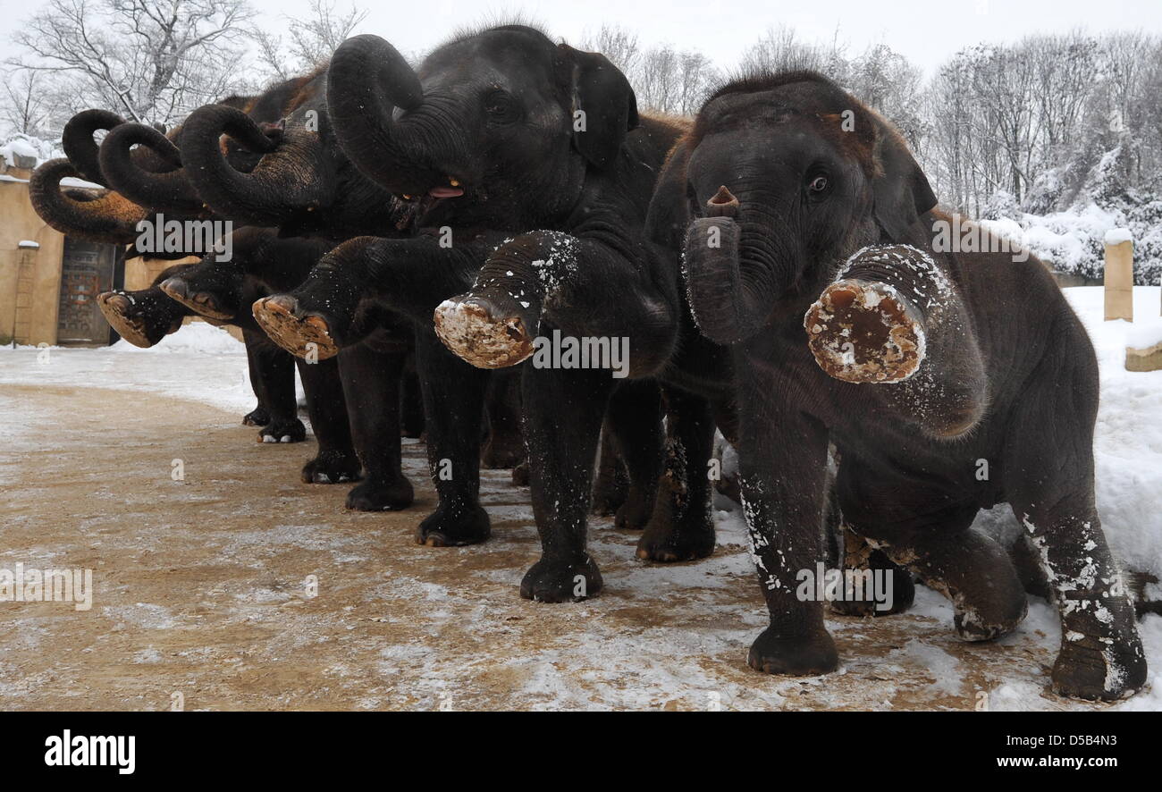 Elderly elephant cow Indra and the five pregnant elephant cows Khaing ...