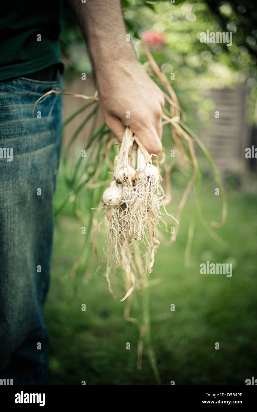 Man holding homegrown garlic Stock Photo - Alamy
