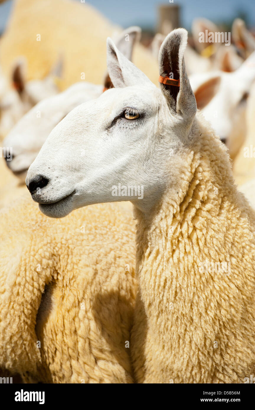Border Leicester crossbred sheep at a sheep sale Stock Photo - Alamy