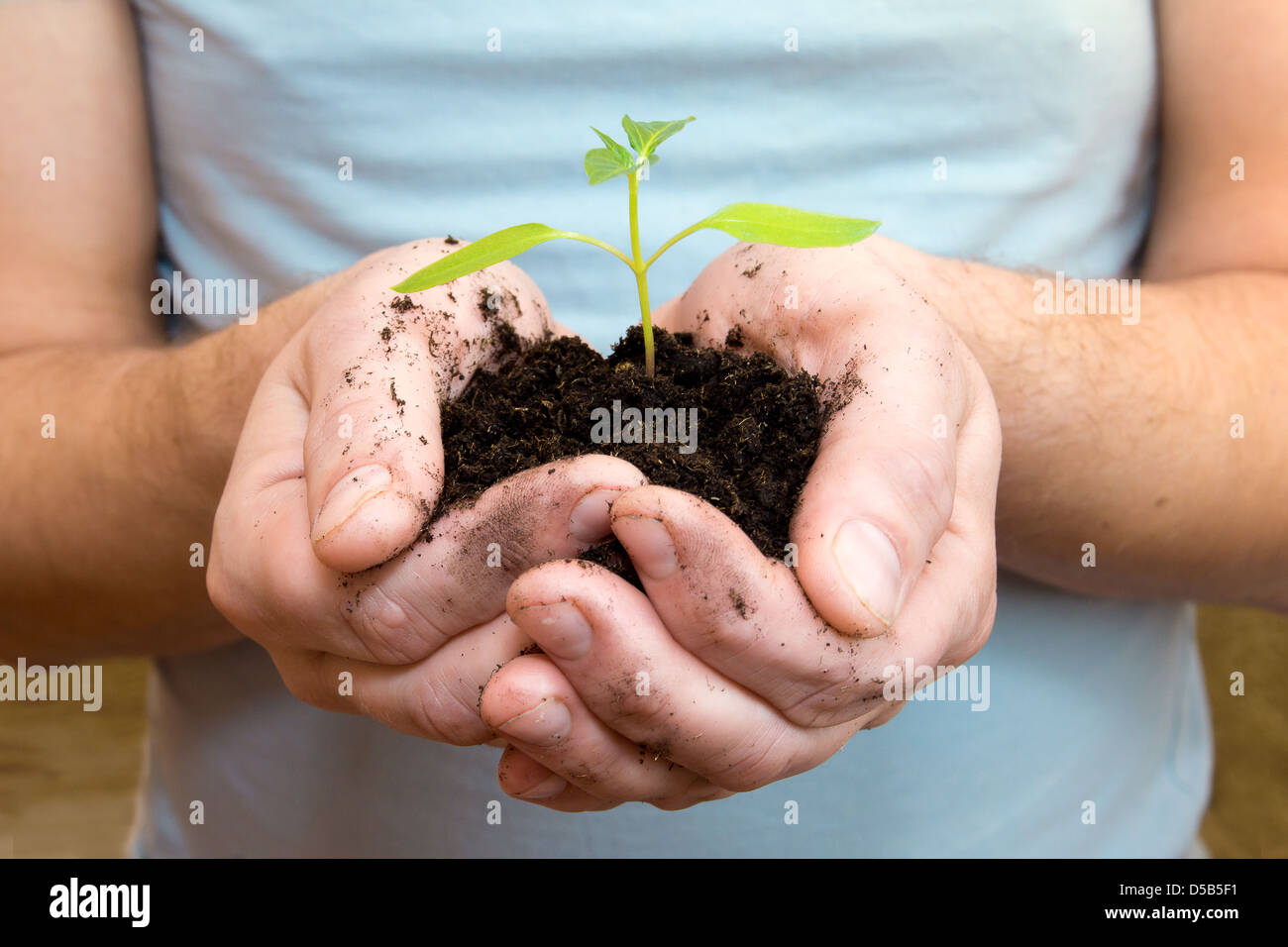 Young sprouting plant in male hands, sunlight. Beginning and care ...
