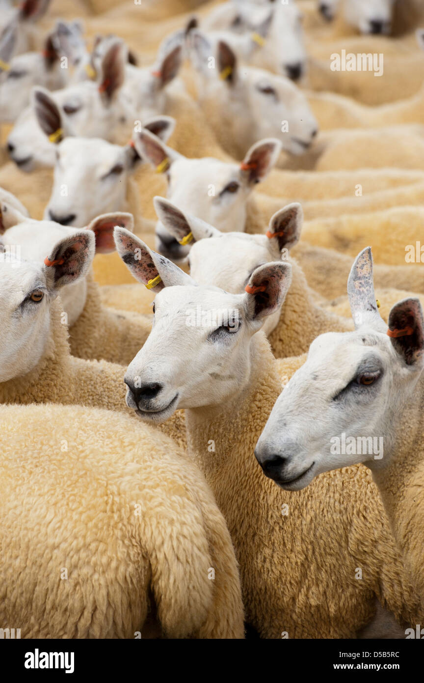 Border Leicester crossbred sheep at a sheep sale Stock Photo - Alamy