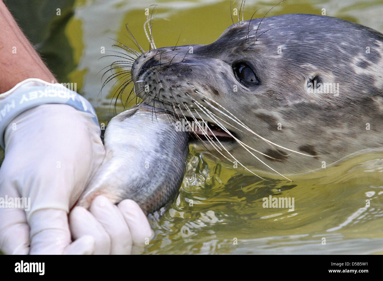 Ein Mitarbeiter der Seehundstation in Friedrichskoog füttert am ...