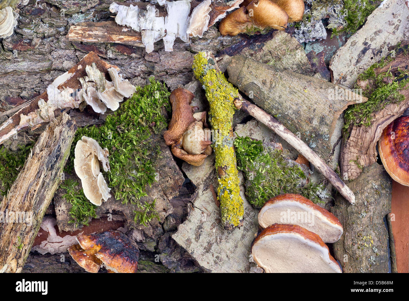 Wild forest floor background concept- trees bark and trunk, moss ...