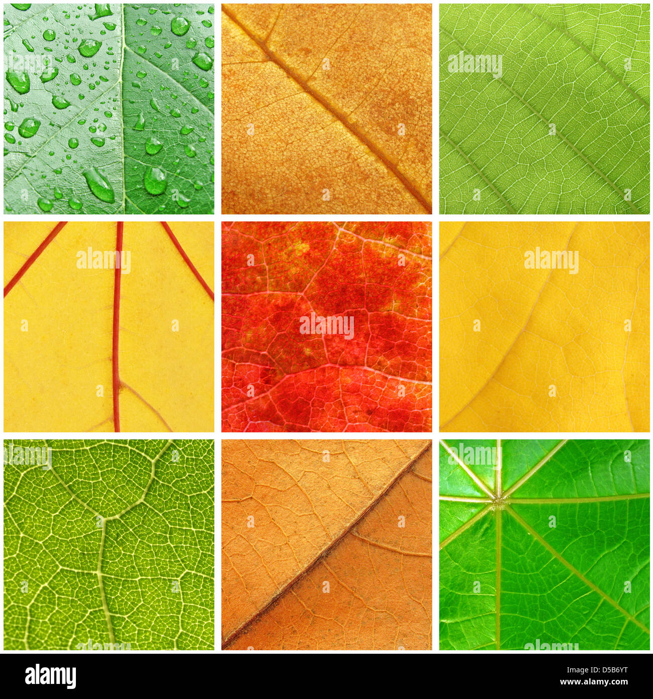 collage with close up of leaf textures Stock Photo - Alamy