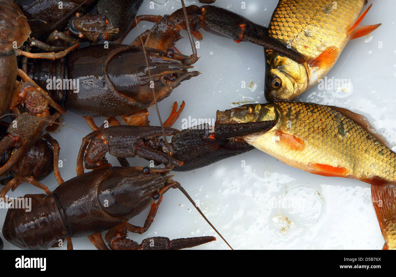 Eastern crayfish hi-res stock photography and images - Alamy