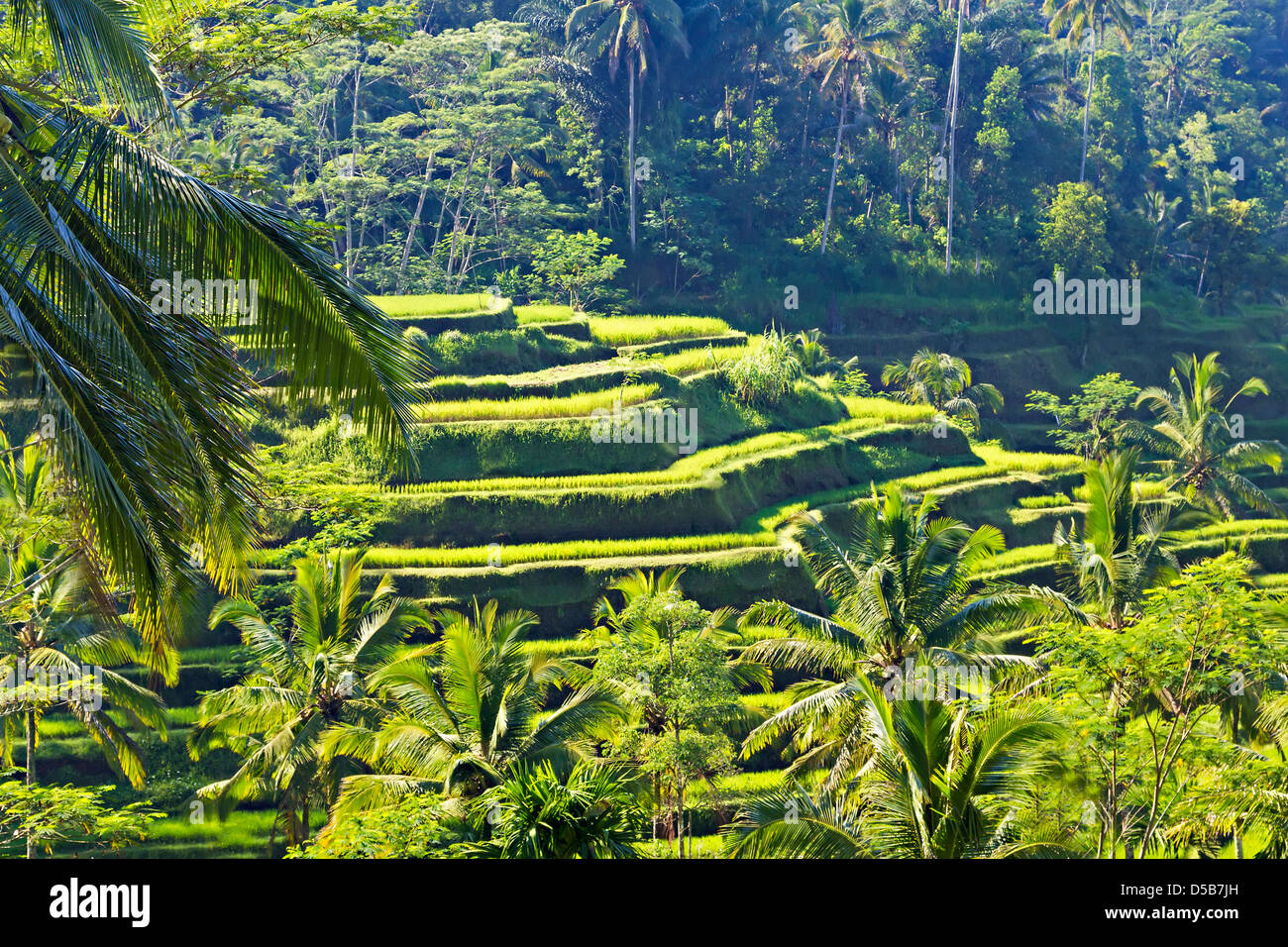 Beauty rice terrace with palms on Bali island Stock Photo - Alamy