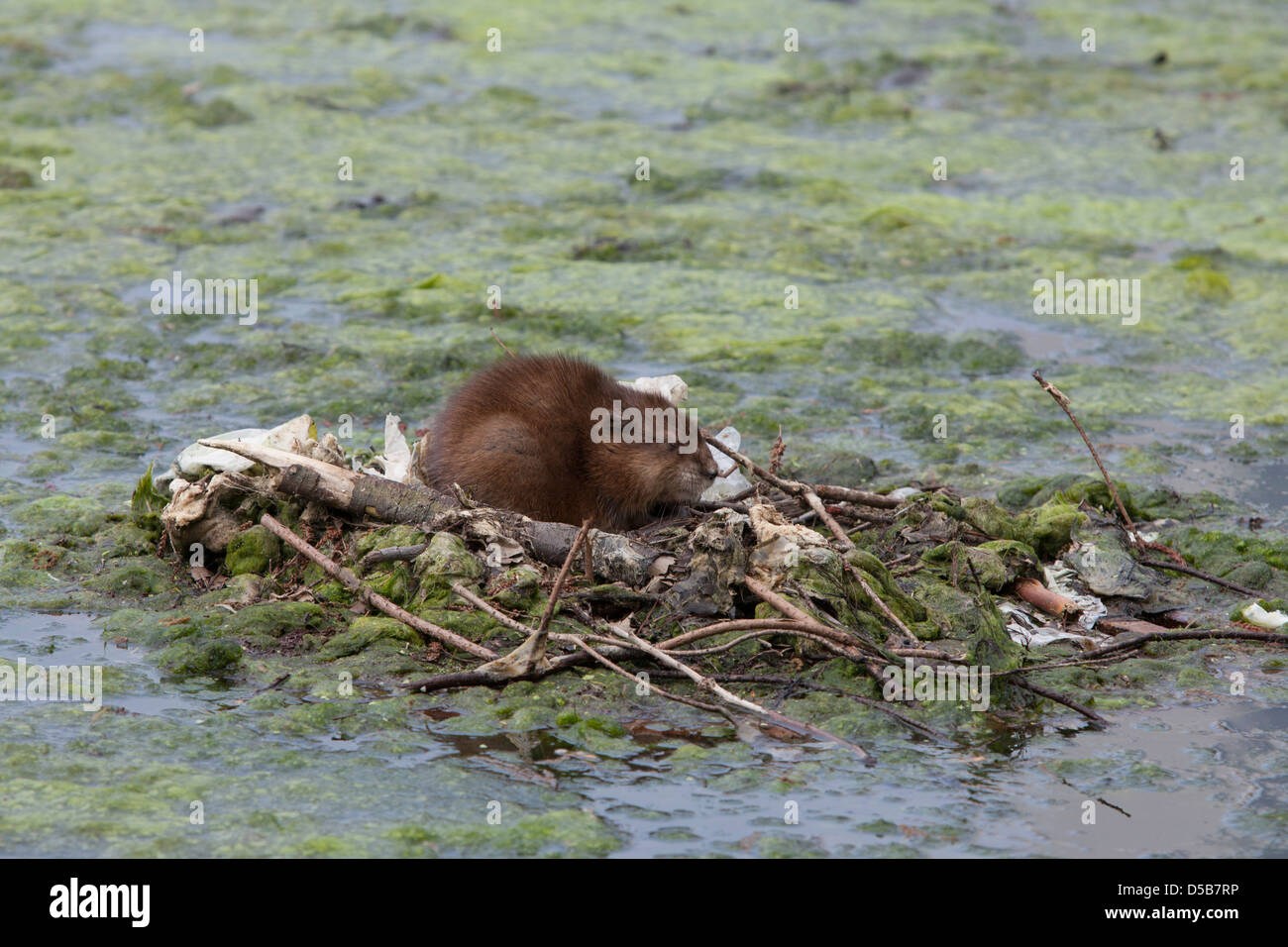 Missouri mouse hi-res stock photography and images - Alamy