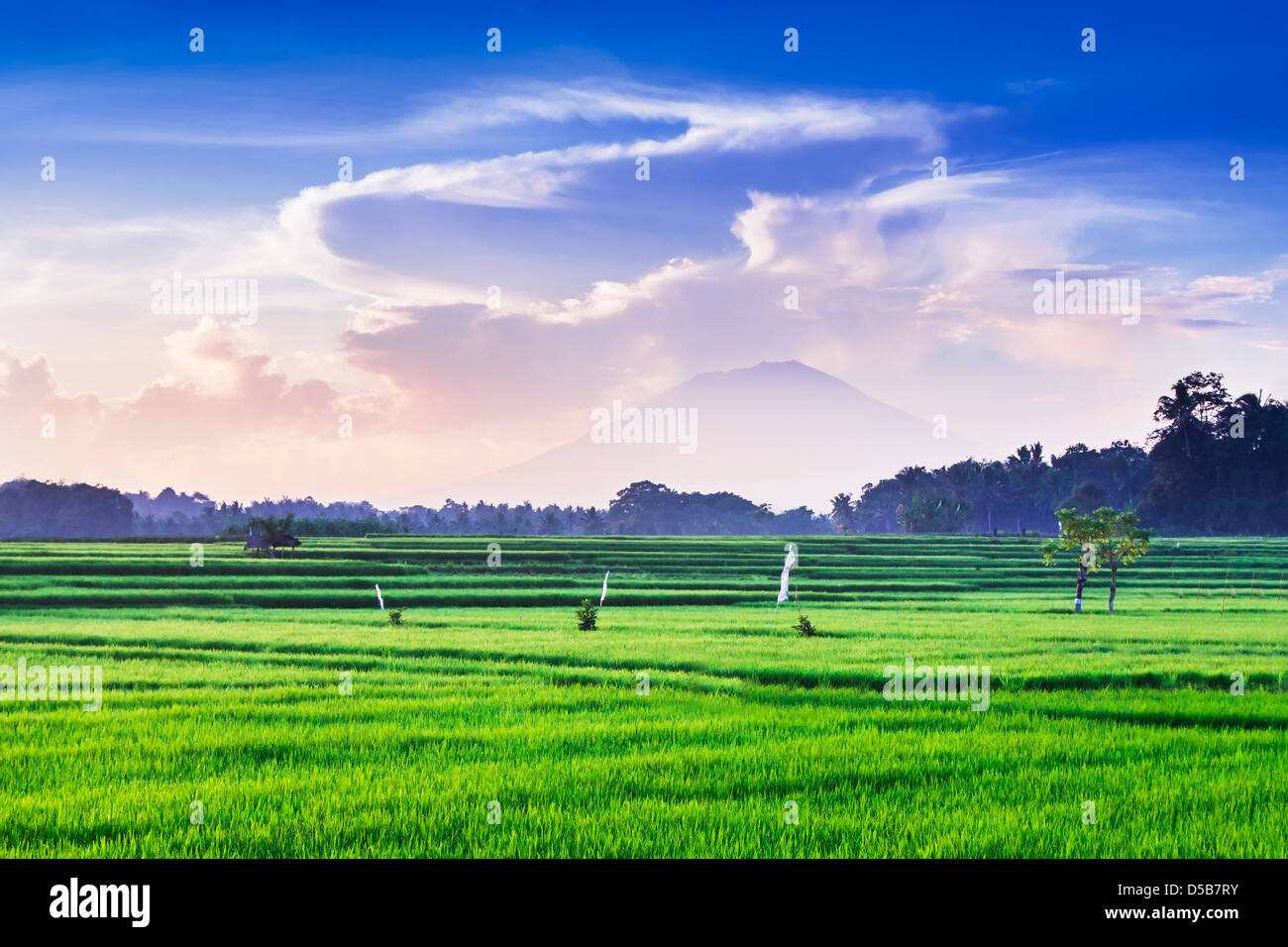 Rice field and volcano on sunrise, Bali Stock Photo - Alamy