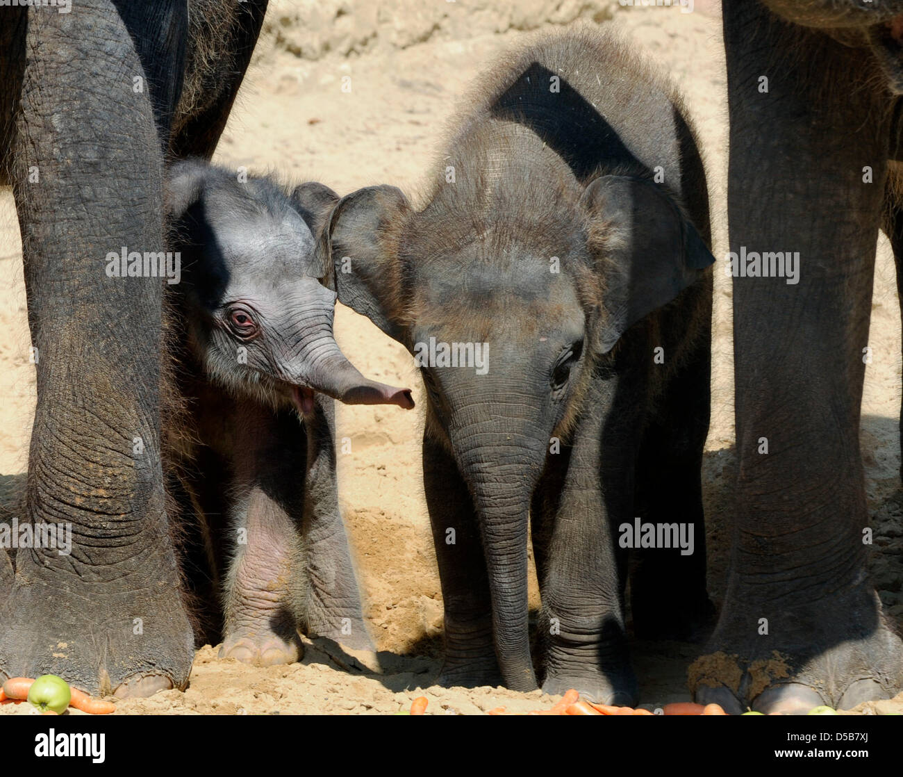 The five day old elephant bull of the zoo in Hannover explores the ...
