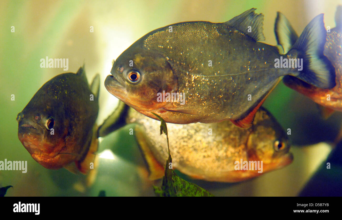 Pygocentrus nattereri school hi-res stock photography and images - Alamy