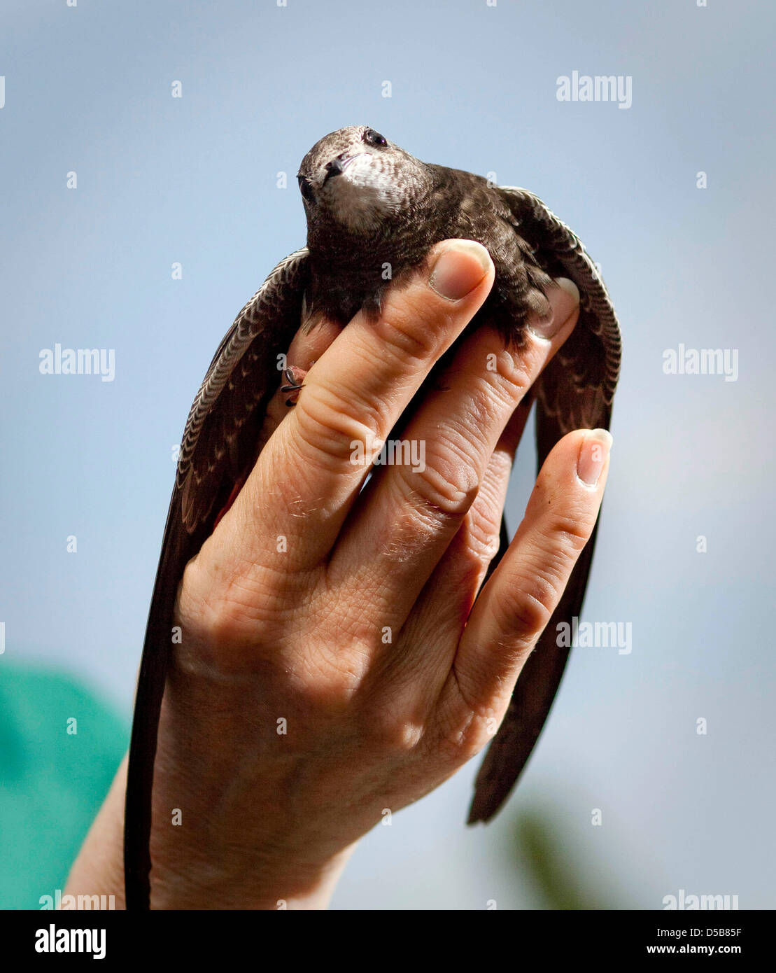 A healed common swift stays in the hands of the veterinarian Christiane ...