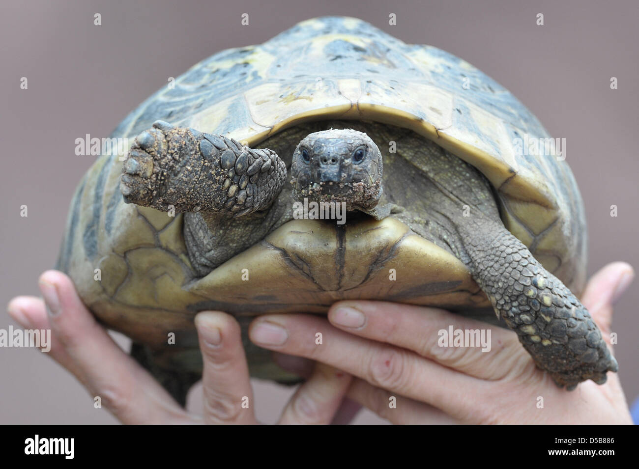 Zoo nuernberg hi-res stock photography and images - Alamy