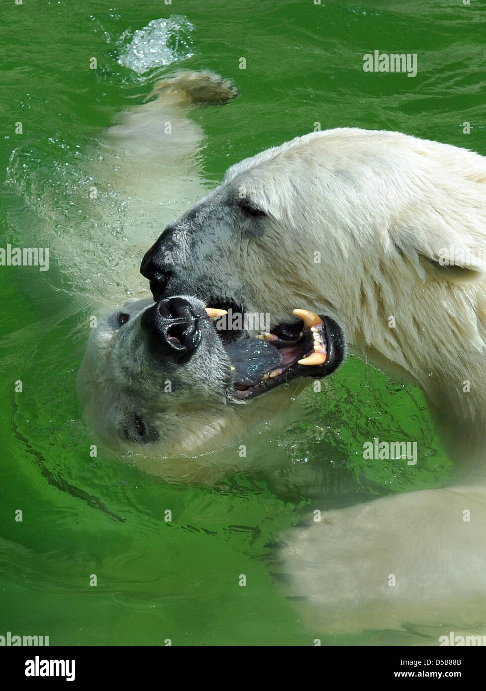 Ice bears swim in the water of the new ice bear enclosure in the Zoo ...