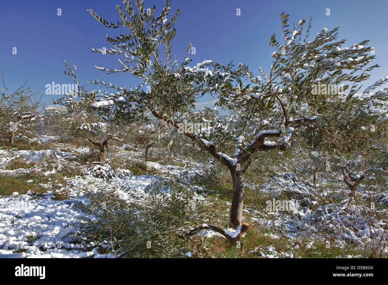 light snow covered olive trees in an orchard in Italy Stock Photo - Alamy
